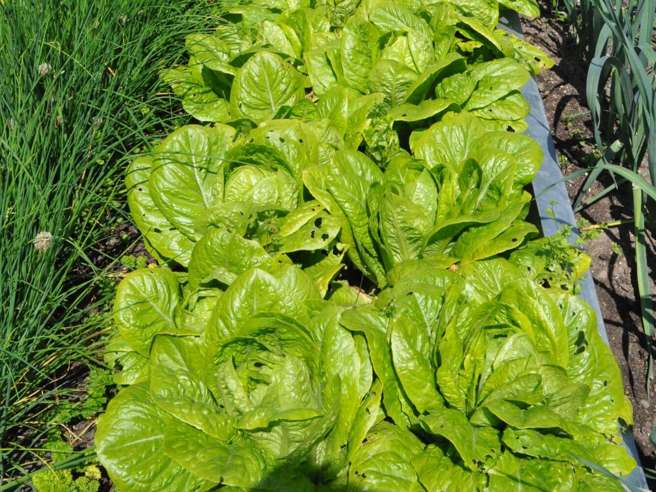 Hovedsalat - Plantejournalen