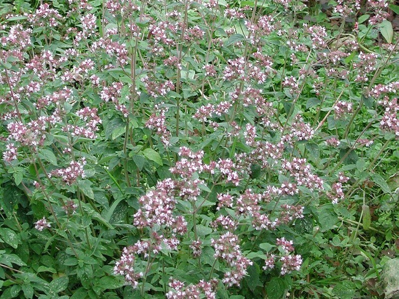 Merian - Plantejournalen