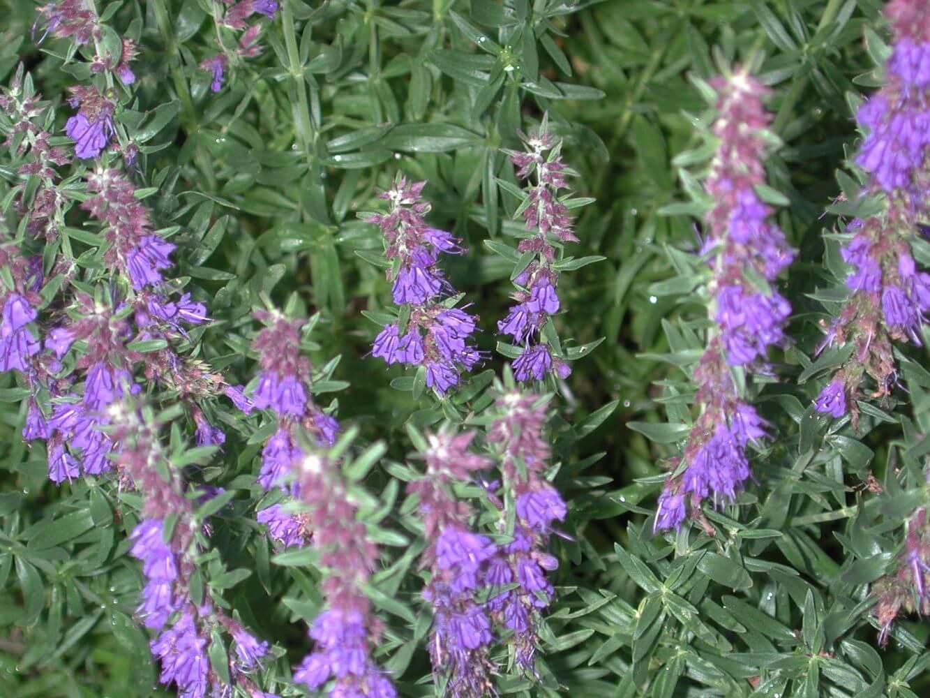 Isop har dejligt blå blomster - Plantejournalen