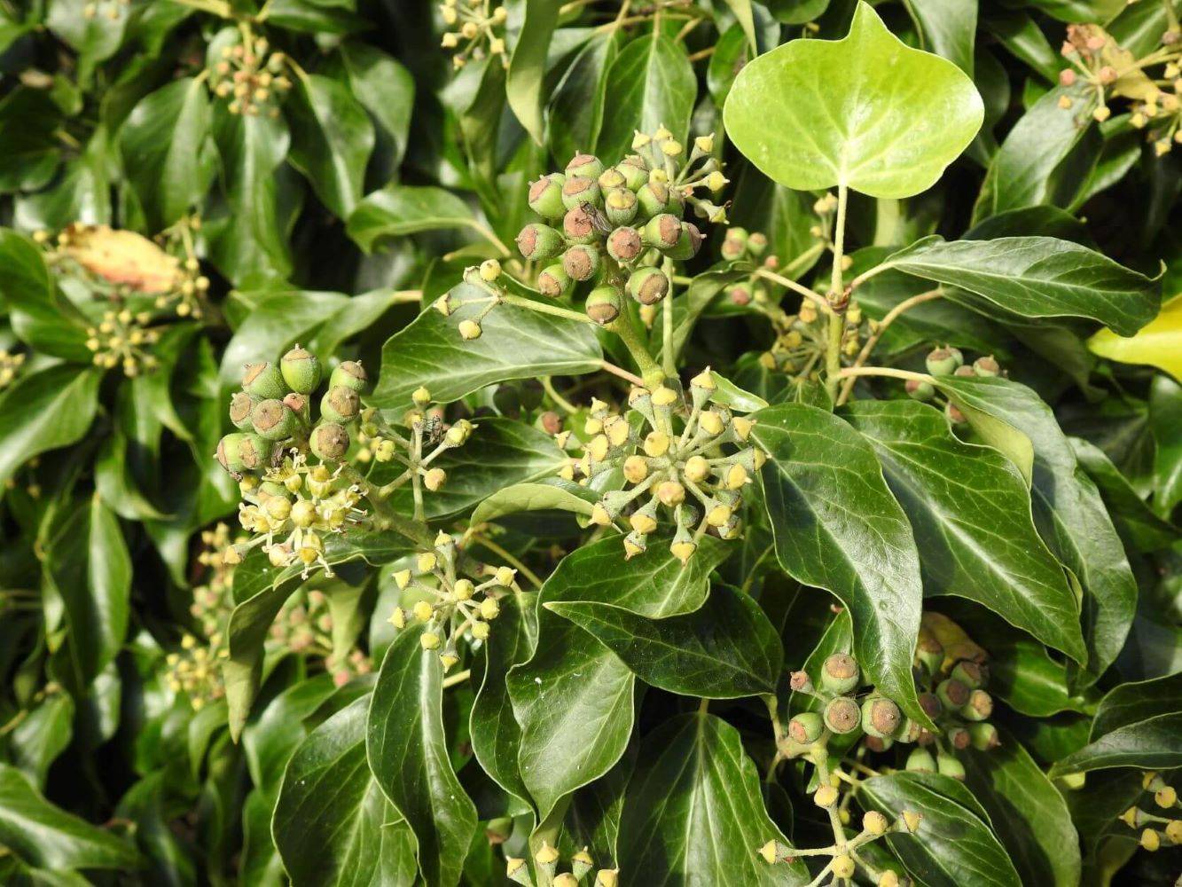 Almindelig vedbend har både et ungdoms- og et voksenstatium ...