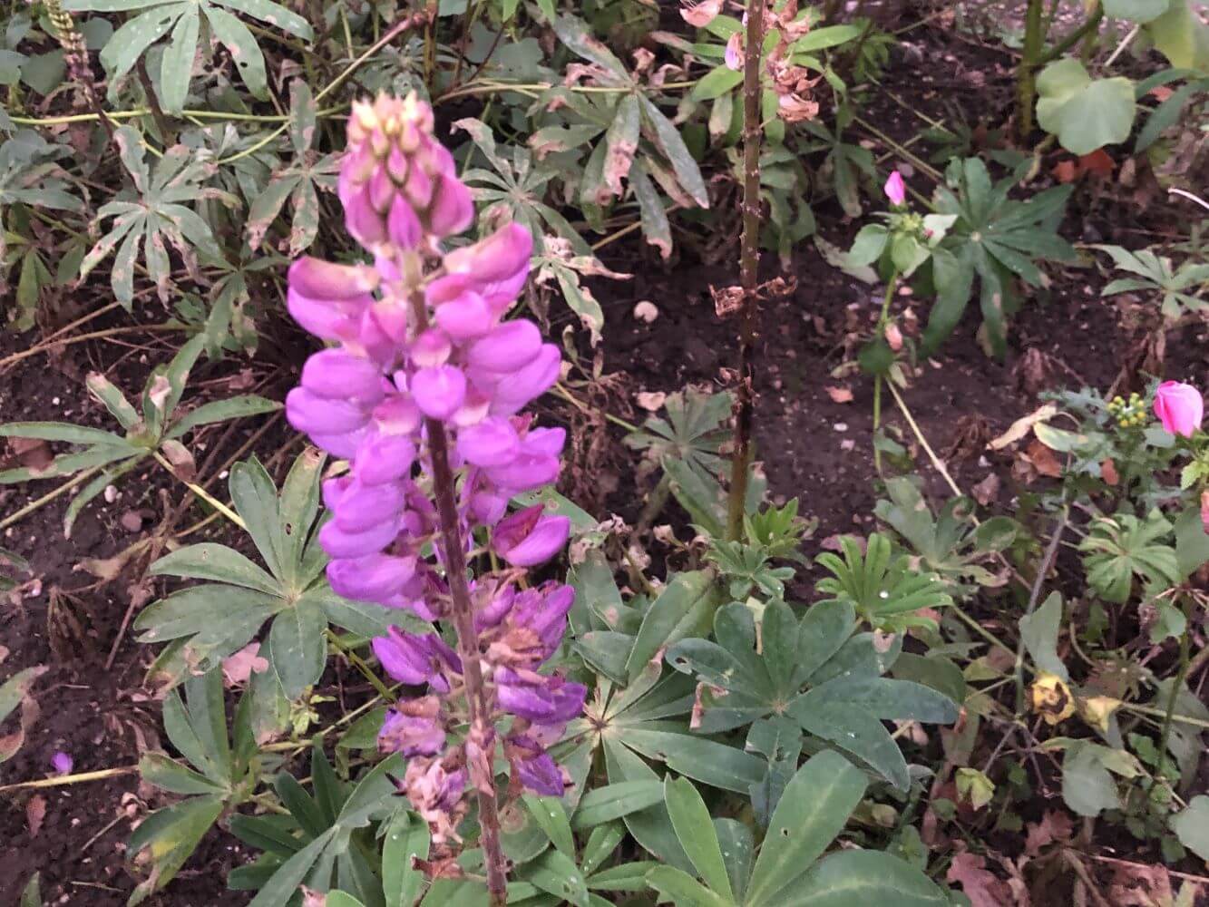 Lupiner blomstrer længe - Plantejournalen