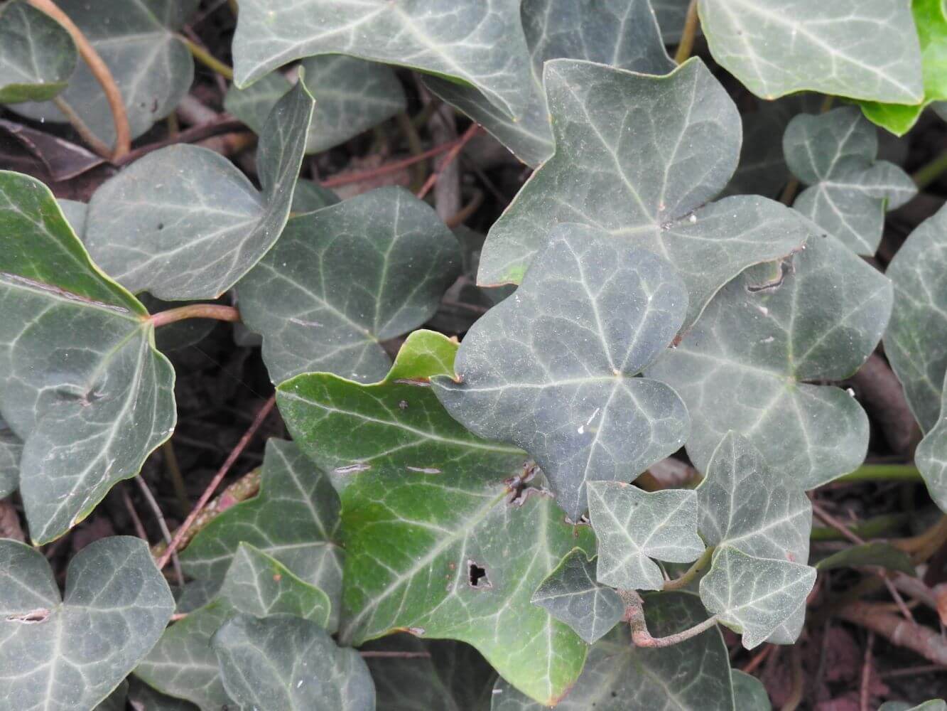 Almindelig vedbend har både et ungdoms- og et voksenstatium ...