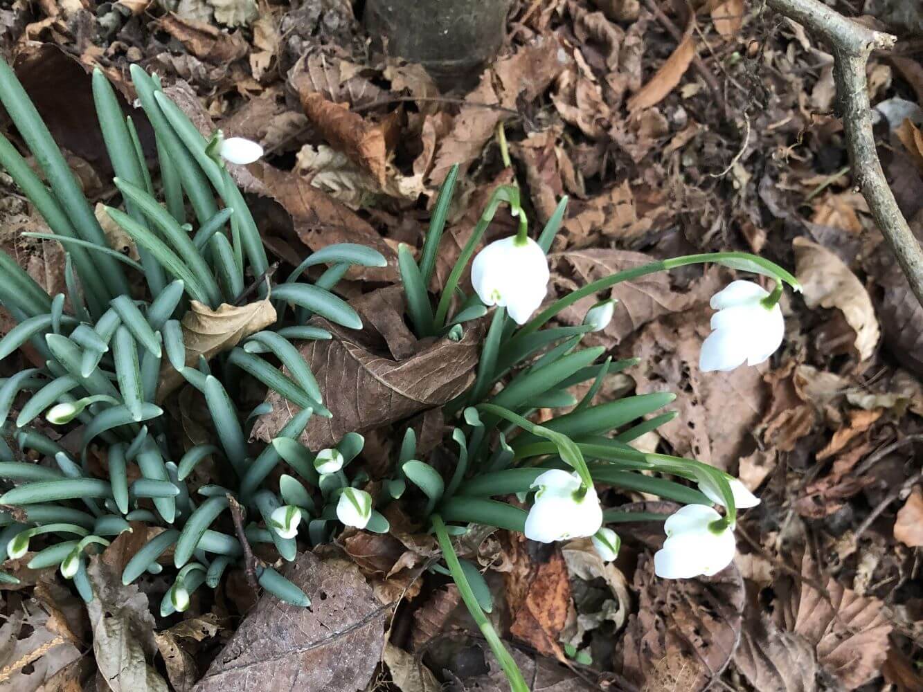 Dorotealilje tvinger sig vej gennem visne blade - Plantejournalen