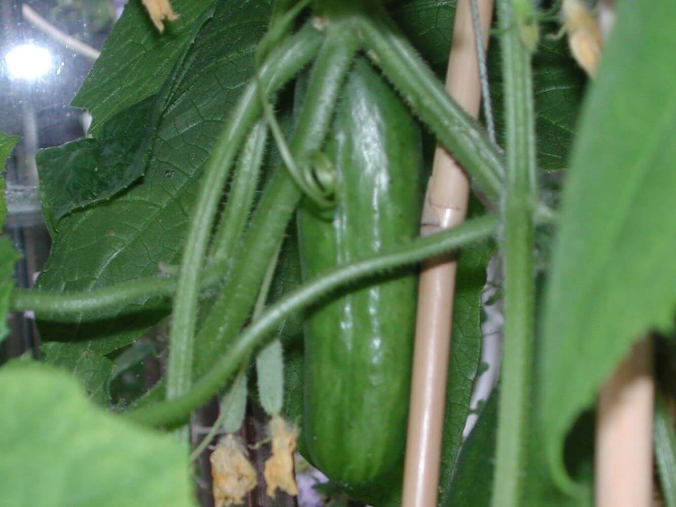 AGURK - Plantejournalen