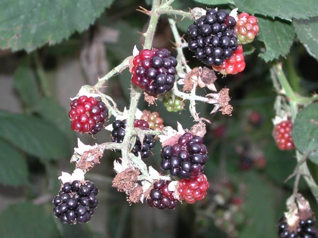 BROMBÆR - Plantejournalen