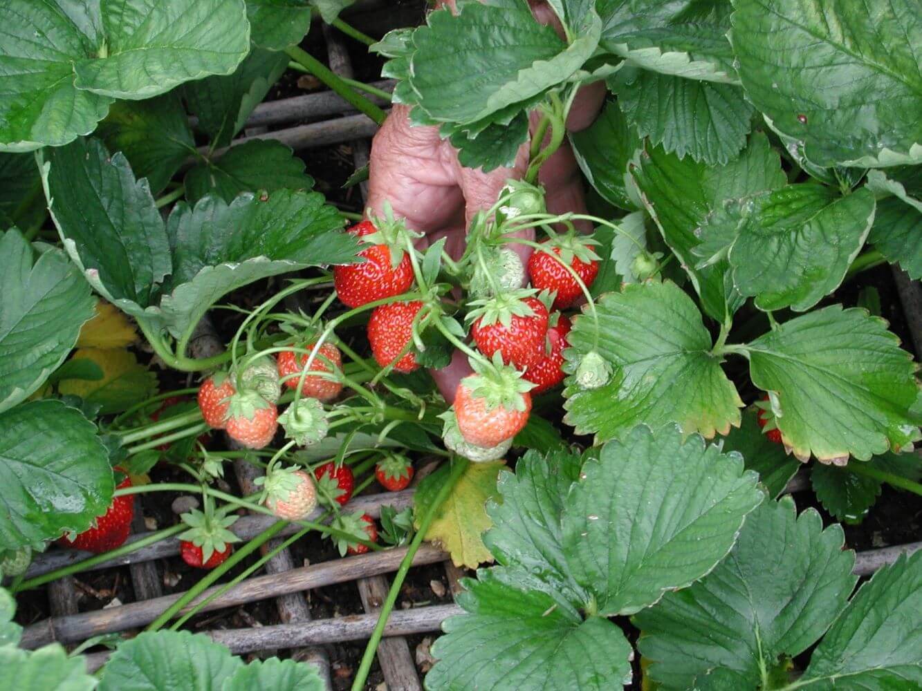 JORDBÆR - Plantejournalen