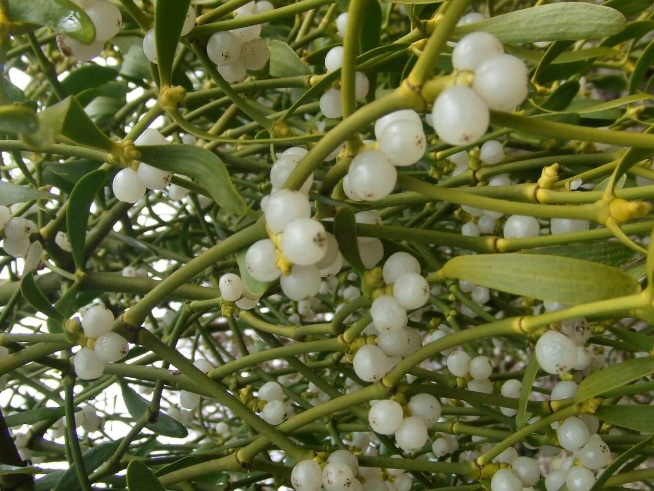 Mistelten fascinerer altid - Plantejournalen