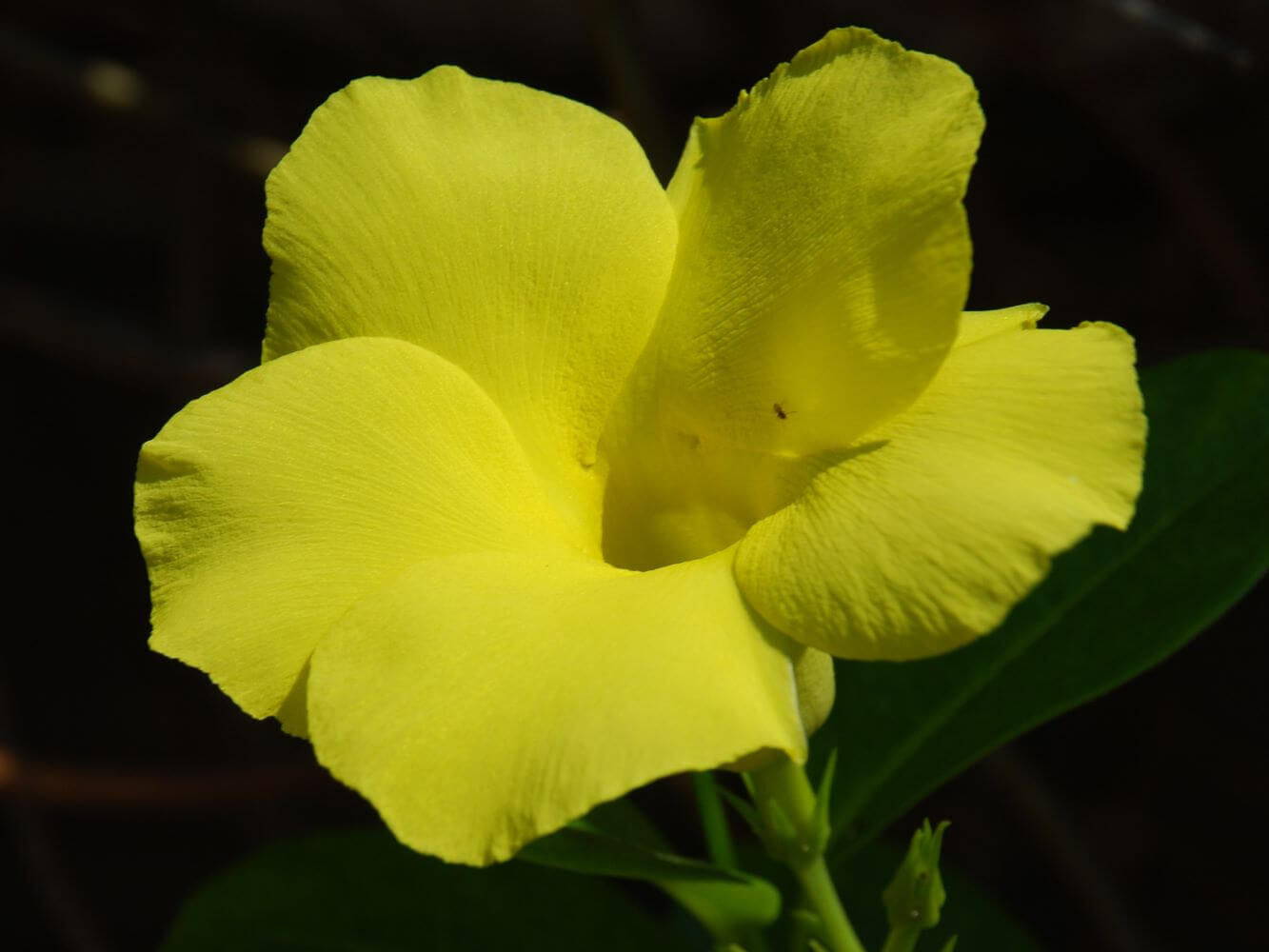 Gylden allamanda holder af varme og fugtig luft - Plantejournalen