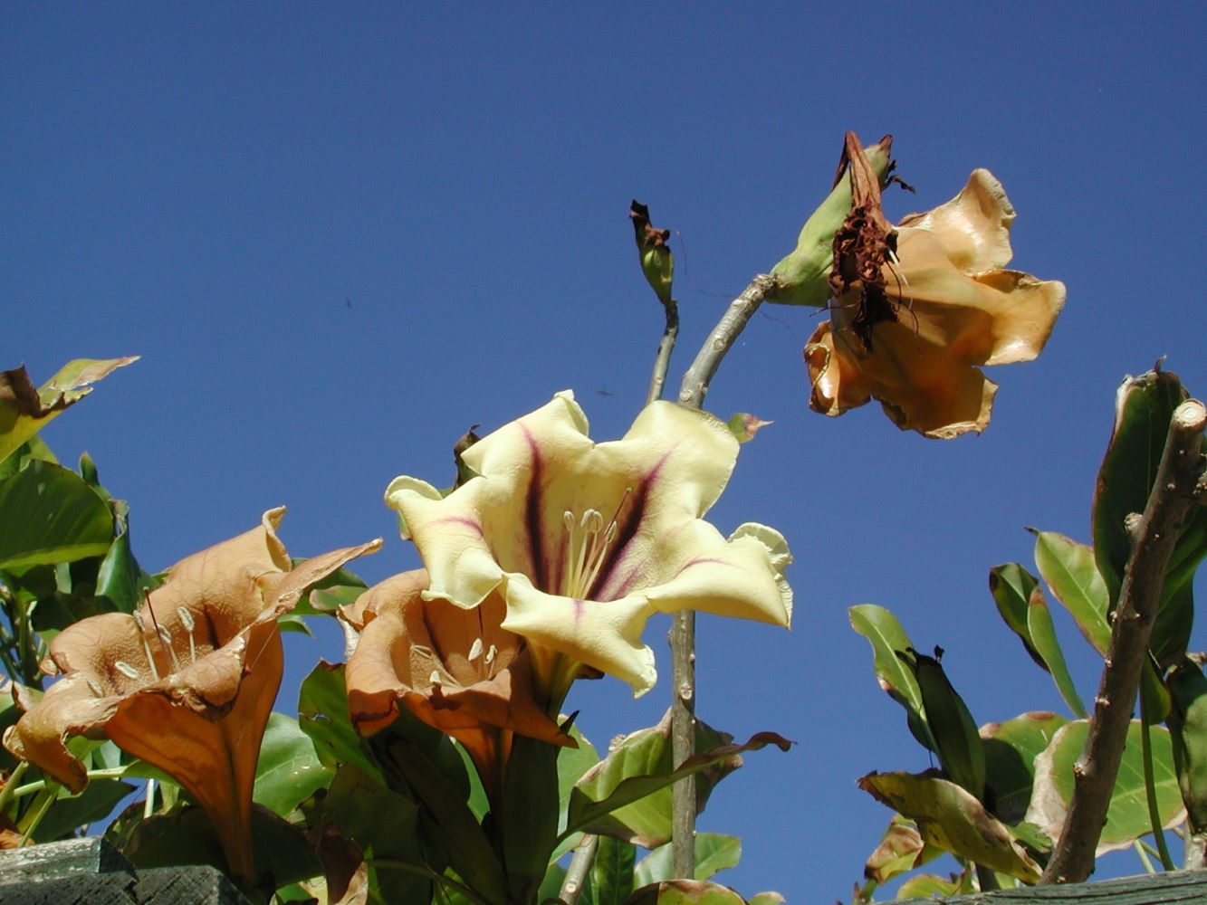 Solandra skal du til udlandet for at se - Plantejournalen