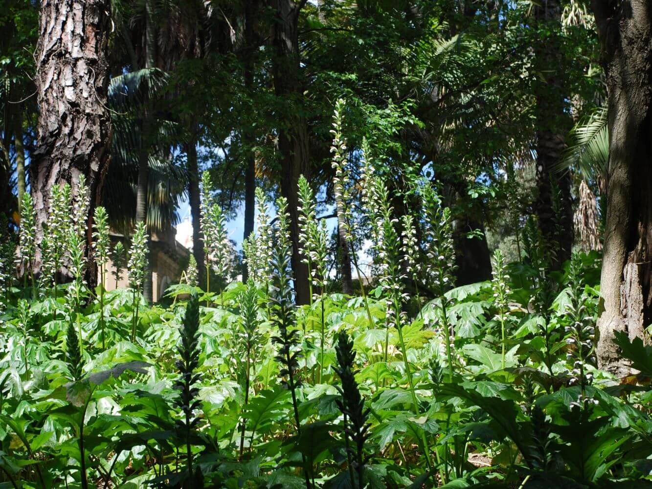 Akantus er en kraftig staude - Plantejournalen