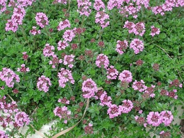 Timian har smukke blomster - Plantejournalen