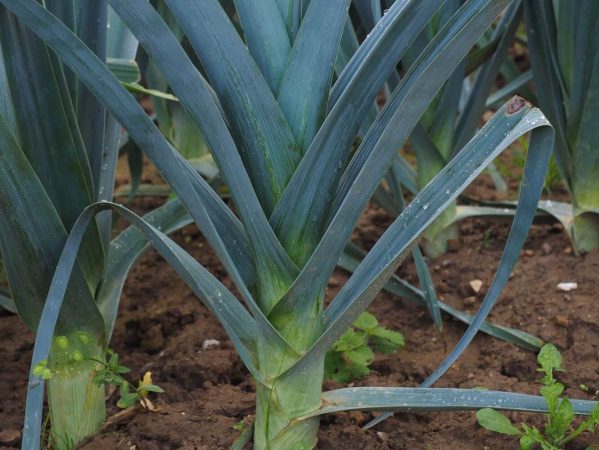 Porre - Plantejournalen